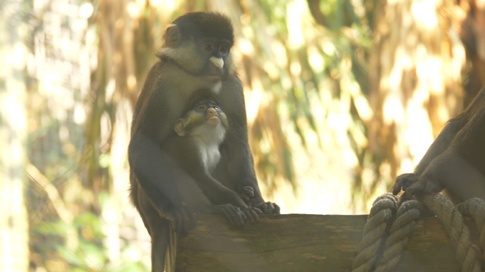 Houston Zoo welcomes new red-tailed baby monkey - ABC13 Houston
