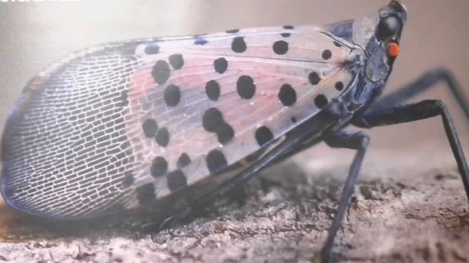 Dragonfly, insect migration including lanternflies headed toward ...