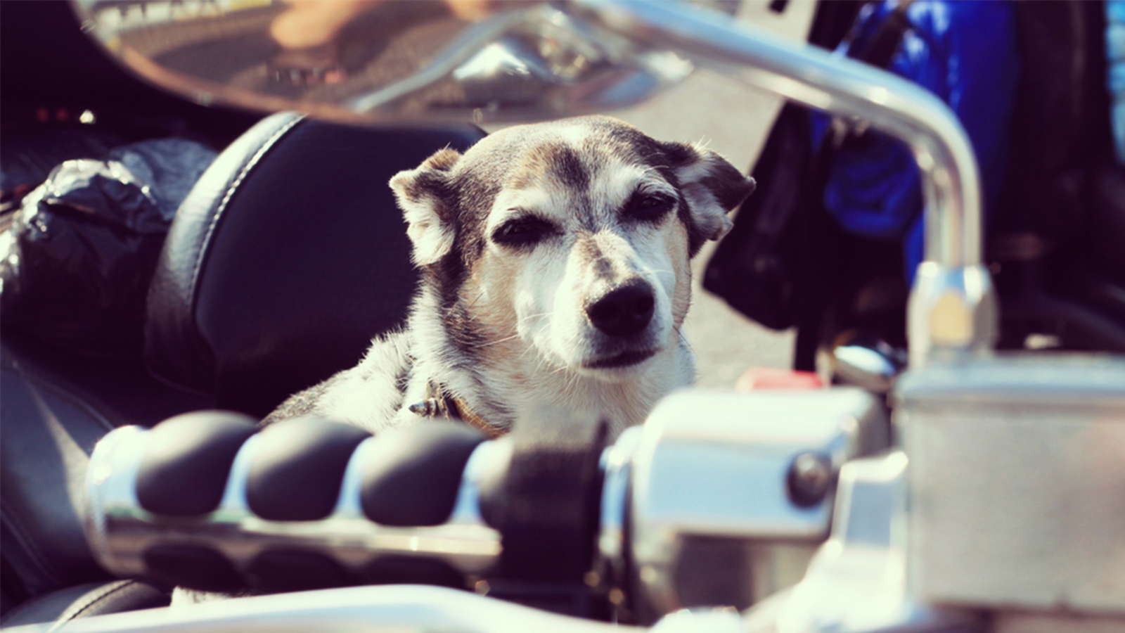 VIDEO: Bikers stop highway traffic to save scared dog running on ...