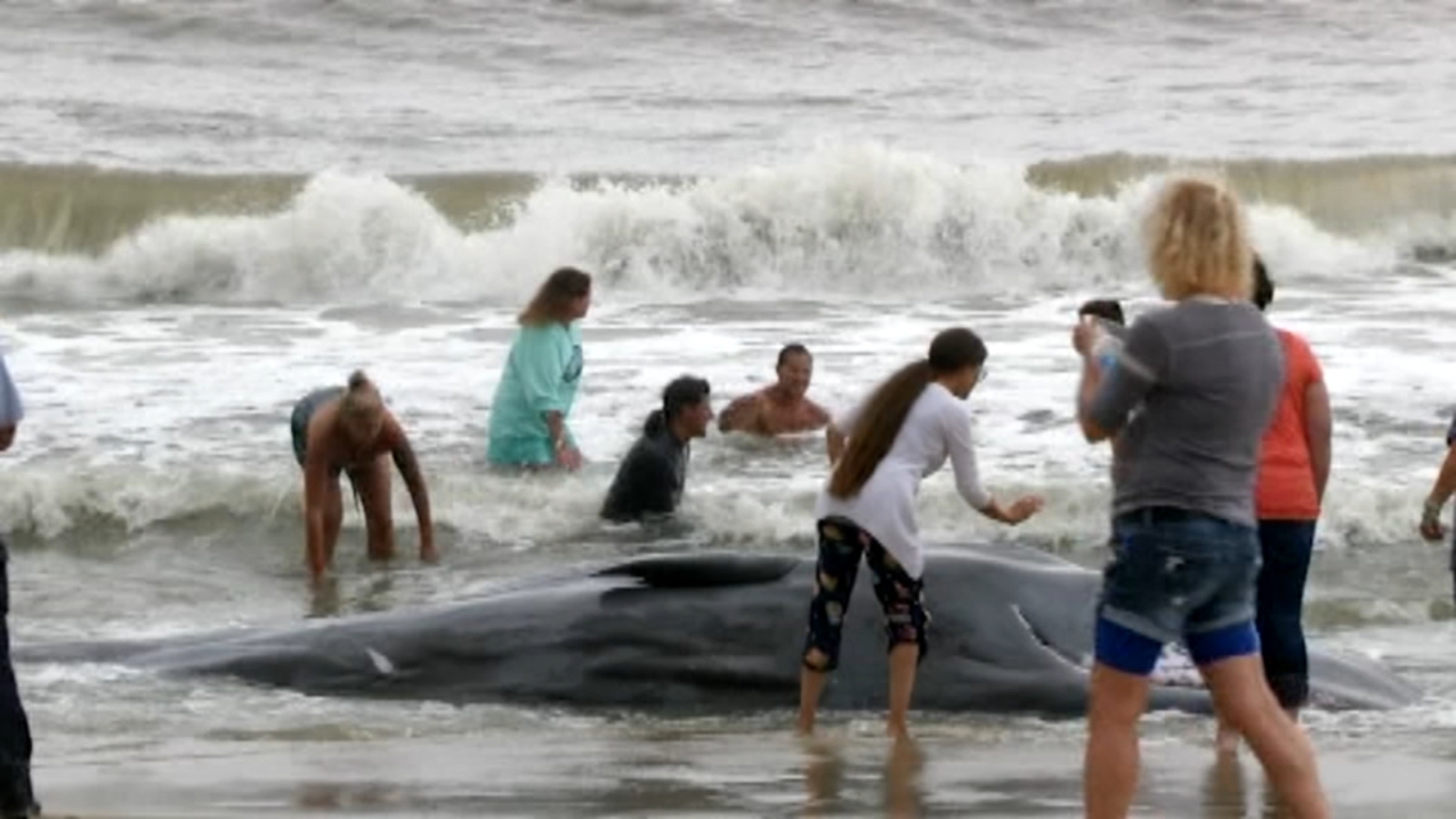 Beached whale on Ocean City, Maryland shoreline has died - ABC13 Houston
