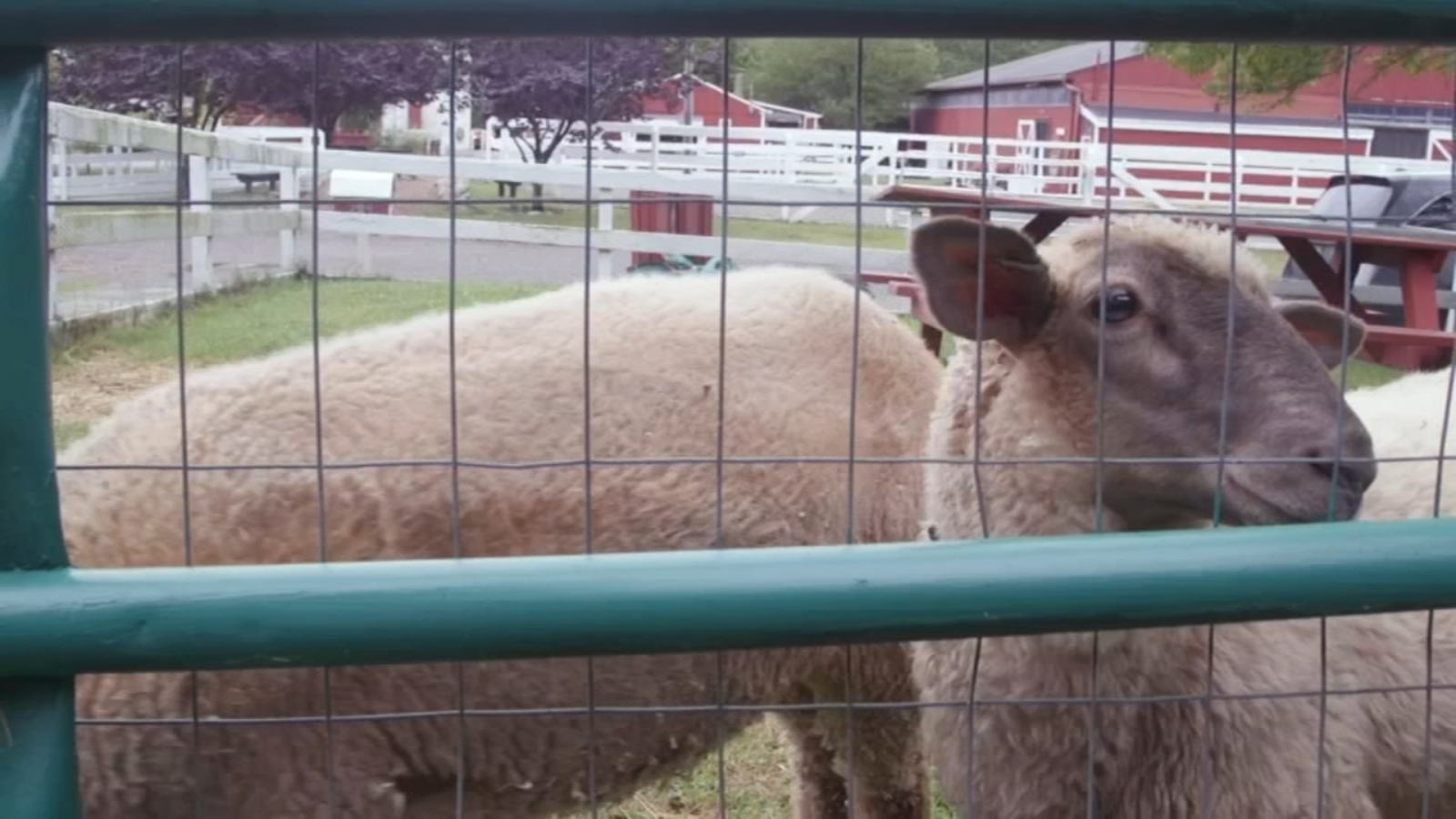 Consumer Reports: Preventing the spread of germs from animals - 6abc ...