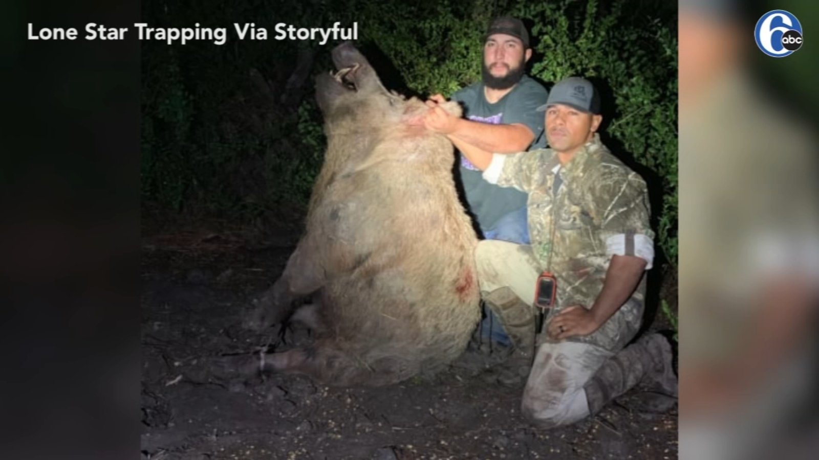 Massive 400-pound feral hog removed from San Antonio golf course - 6abc ...