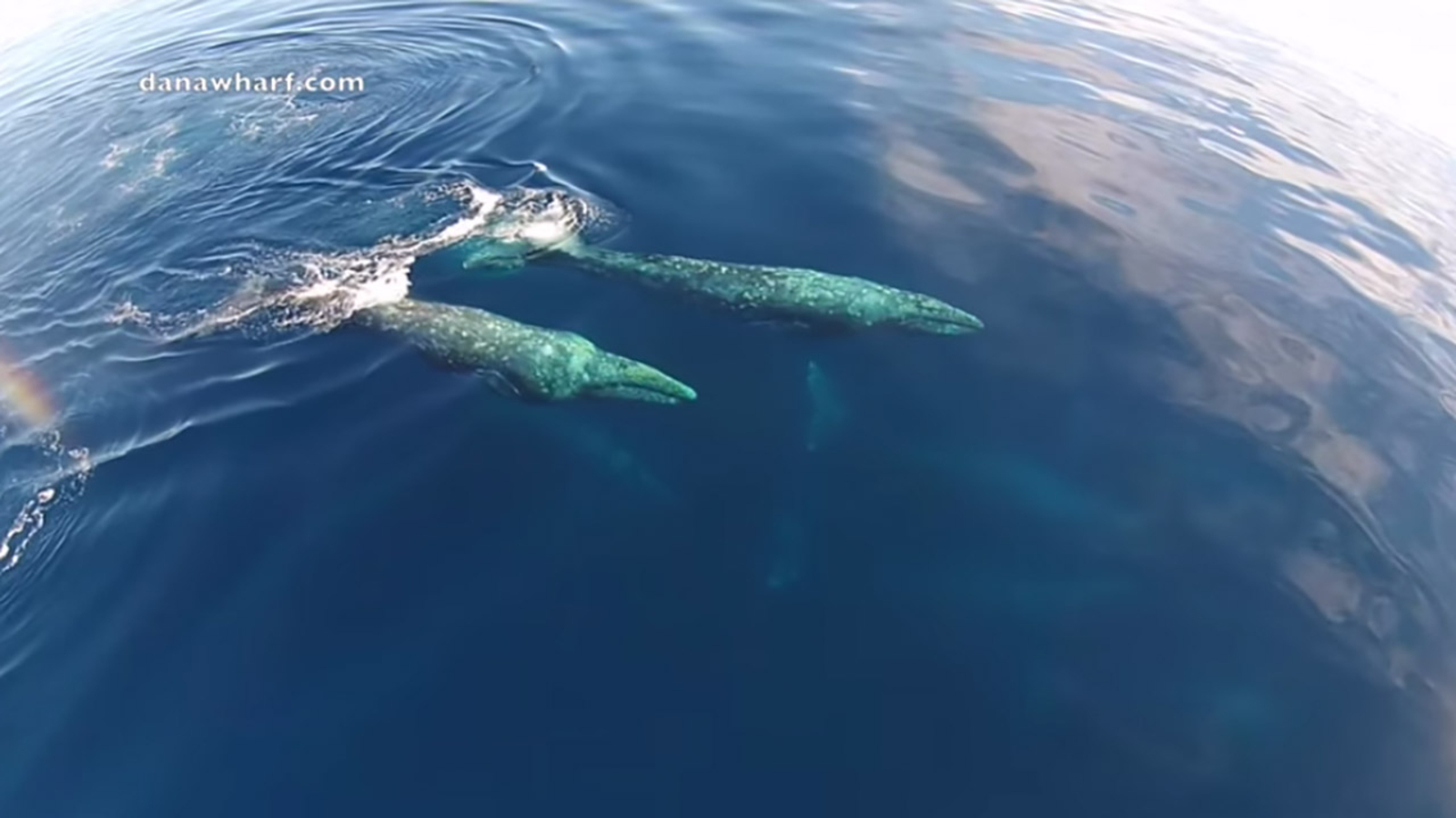 Stunning aerial video shows superpod of gray whales swimming off ...