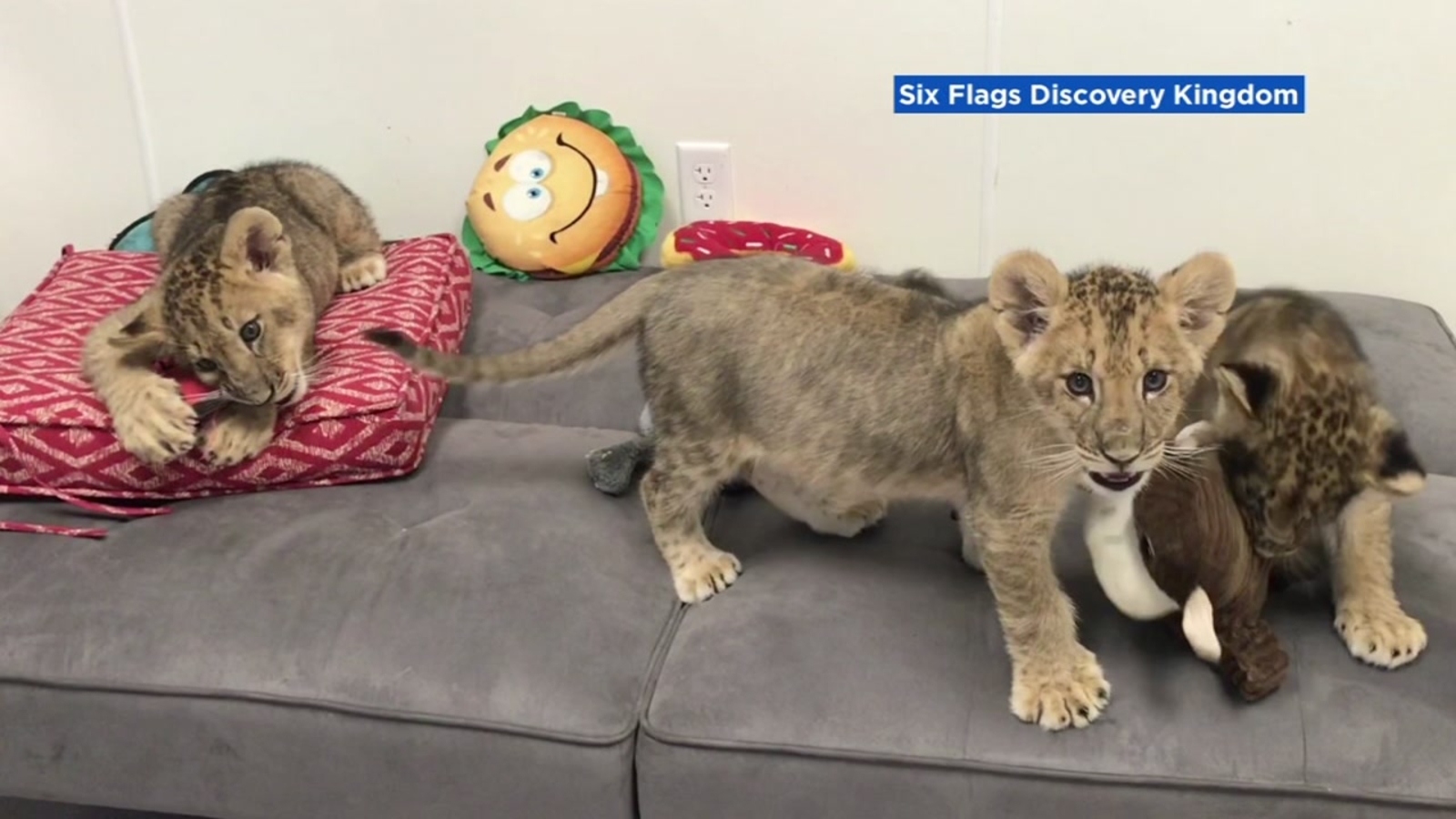 Vallejo's Six Flags Discovery Kingdom welcomes trio of 3-month-old lion ...