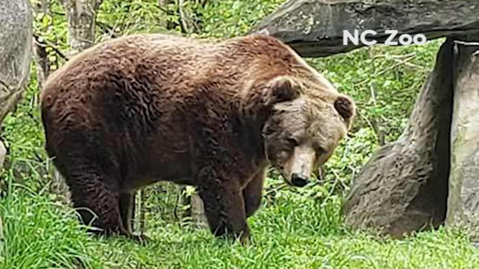 NC Zoo's beloved grizzly bear, Yepani, passes away after 25 years ...