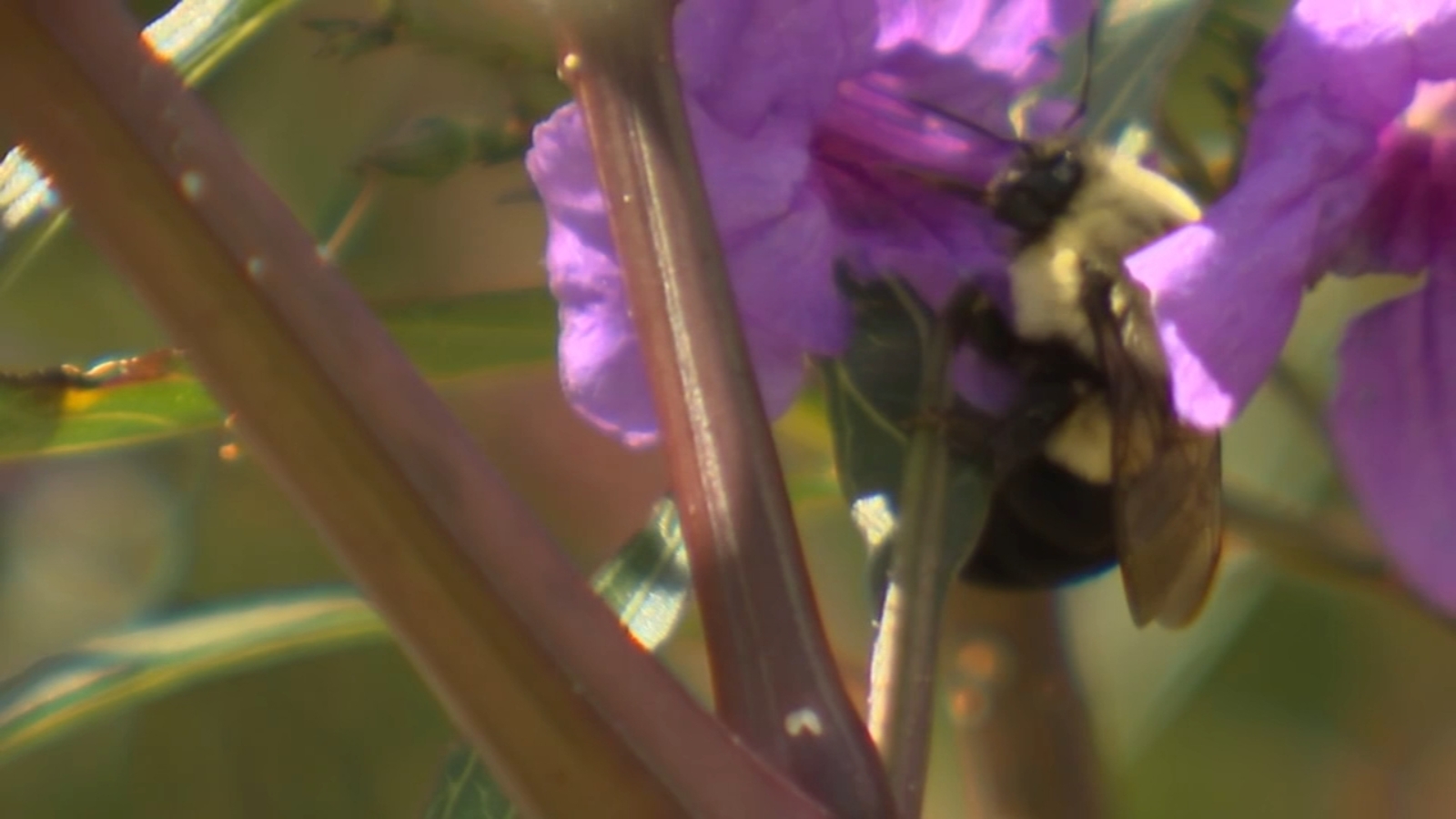 New beehive opened in downtown Raleigh - ABC11 Raleigh-Durham