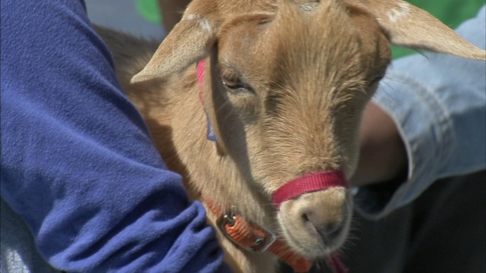 The Philly Goat Project educates students in South Philadelphia - 6abc ...