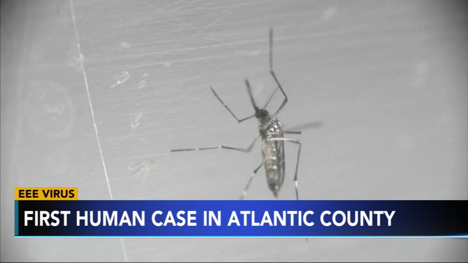 EEE, rare mosquito-borne virus Eastern Equine Encephalitis, found in ...