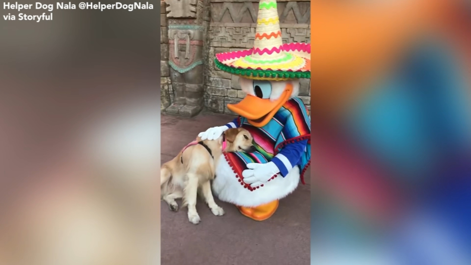 Service dog has adorable encounter with Donald Duck - ABC13 Houston