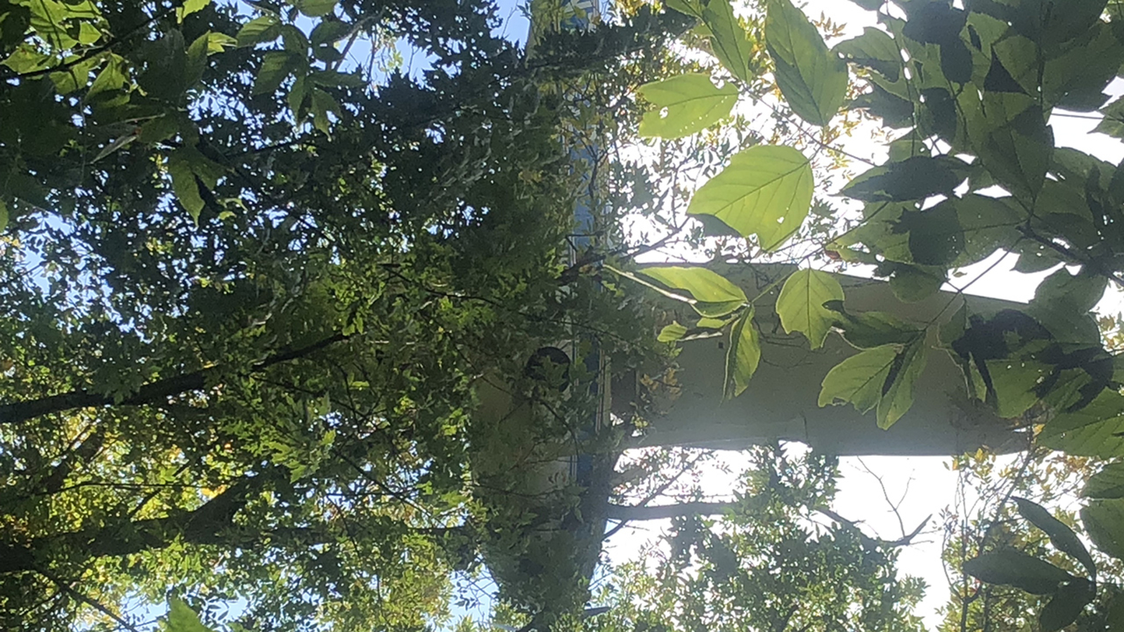 Pilot rescued from plane that ended up in tree after missing runway in ...