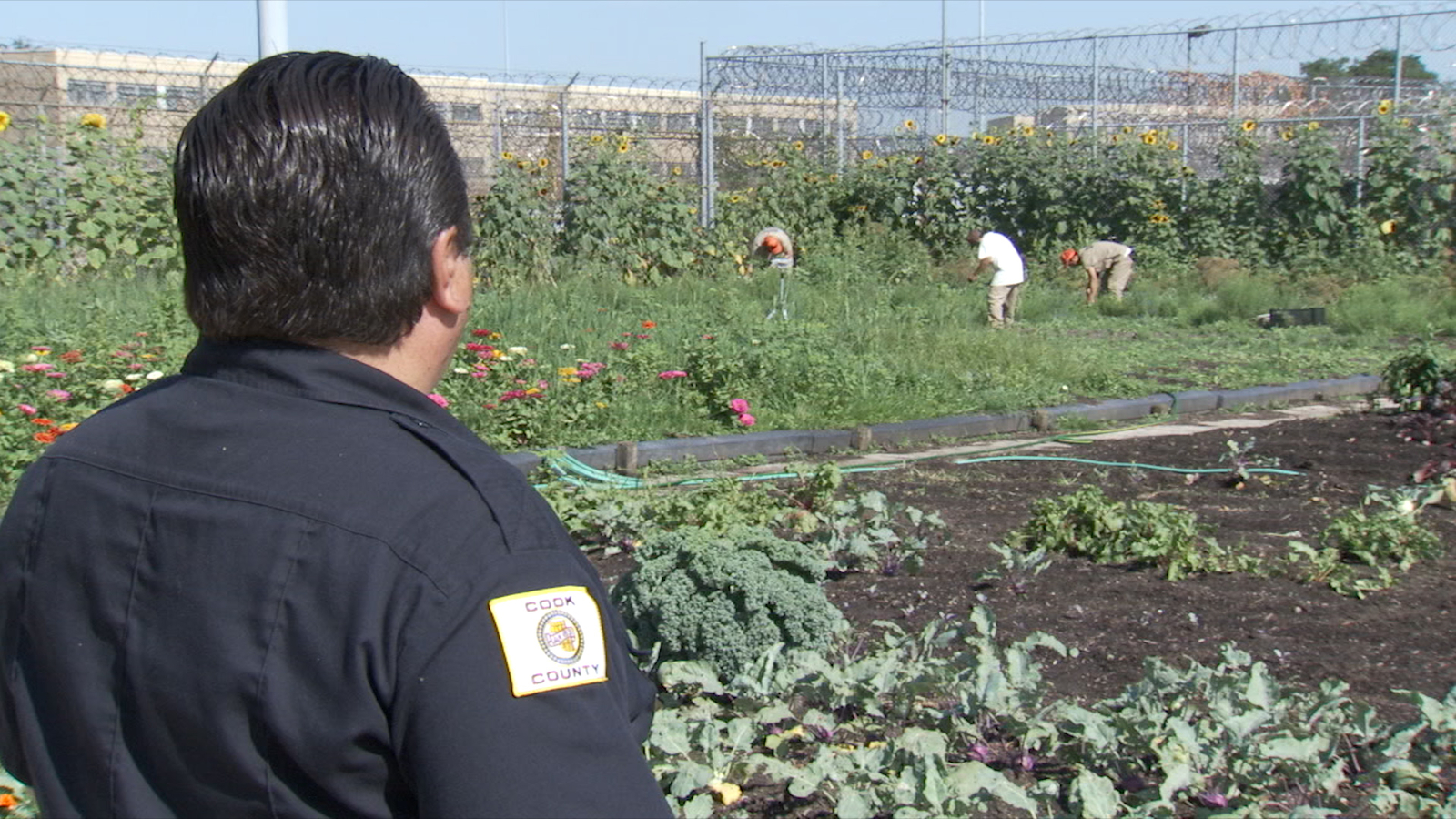 Cook County Jail Gardening Program - ABC13 Houston