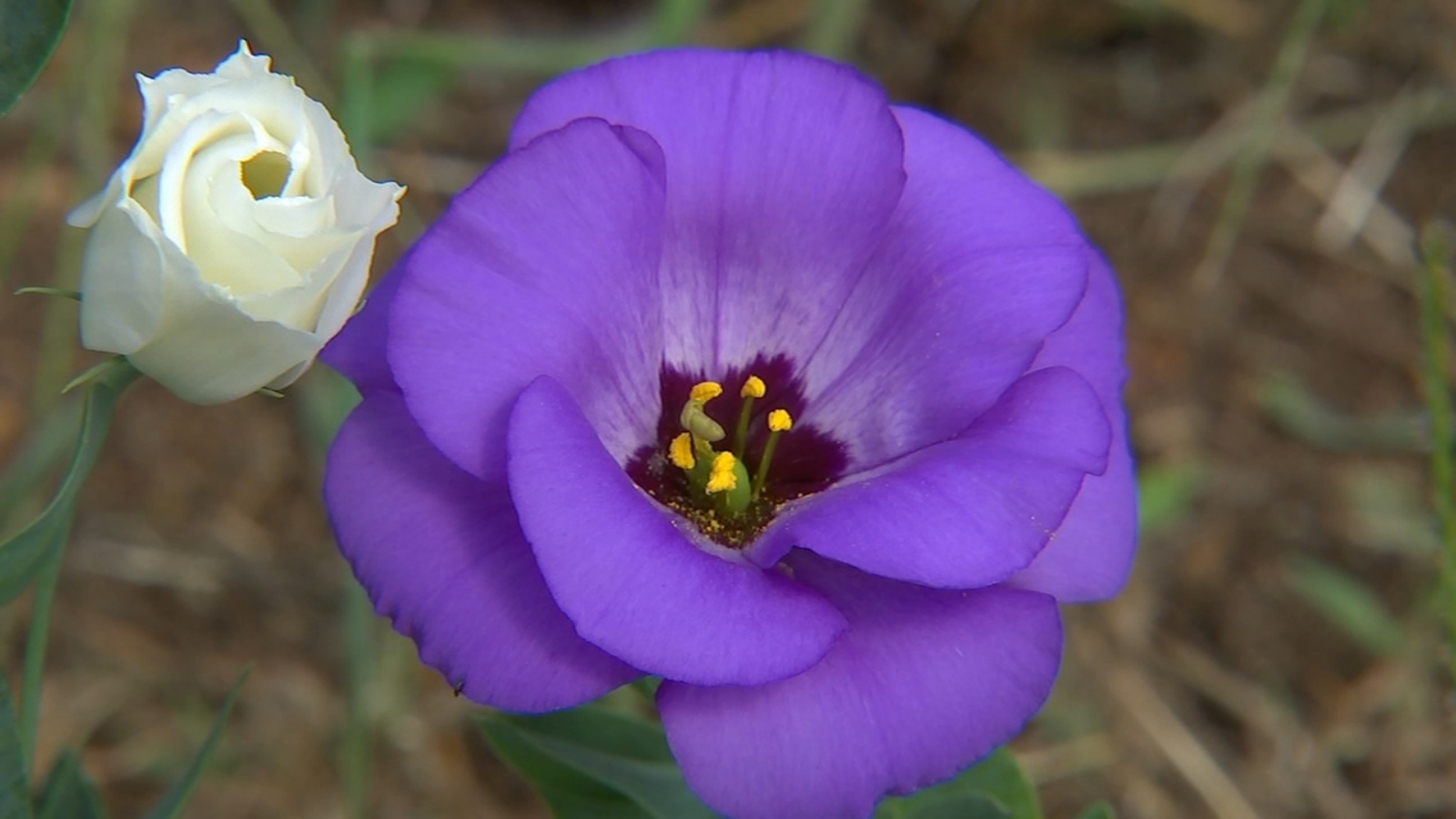 Blawesome Farm: Flower farm that delivers beautiful bouquets, is a ...