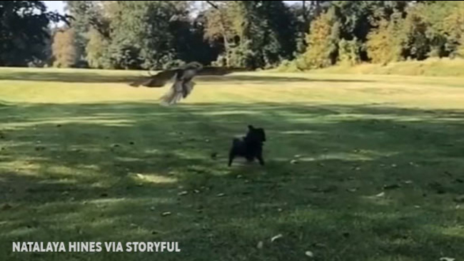 Hawk - ABC13 Houston