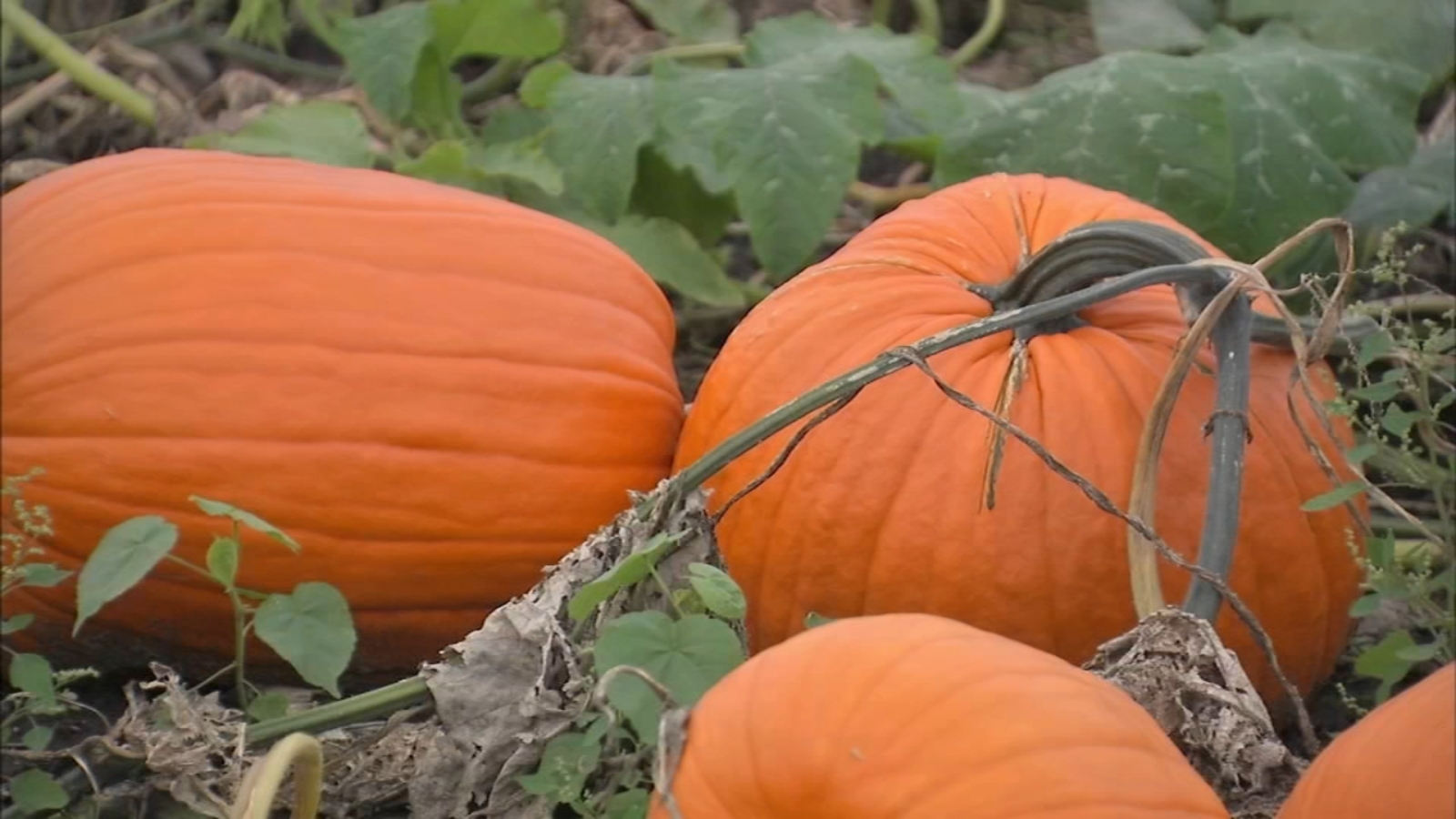 Pumpkin crop season thriving despite wet spring weather - ABC7 Chicago
