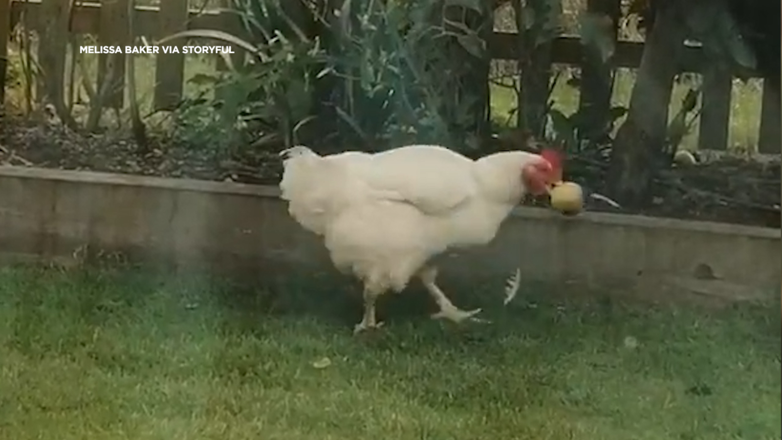 Bertha the chicken is a 'serial leaper' who loves apples - ABC7 Los Angeles