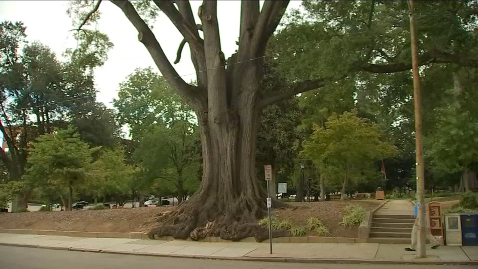 90-foot tall oak tree to be removed from downtown Raleigh | abc11.com
