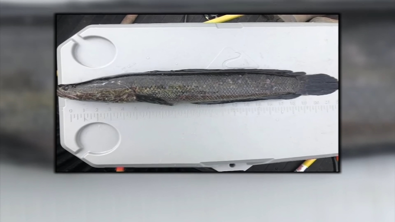 Invasive fish species that can survive on land discovered in Georgia ...