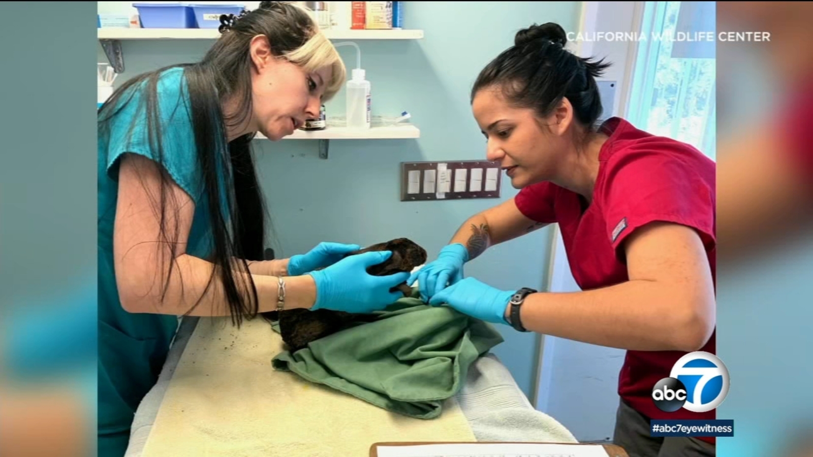Saddleridge Fire: Wild rabbit with singed fur on road to recovery after ...