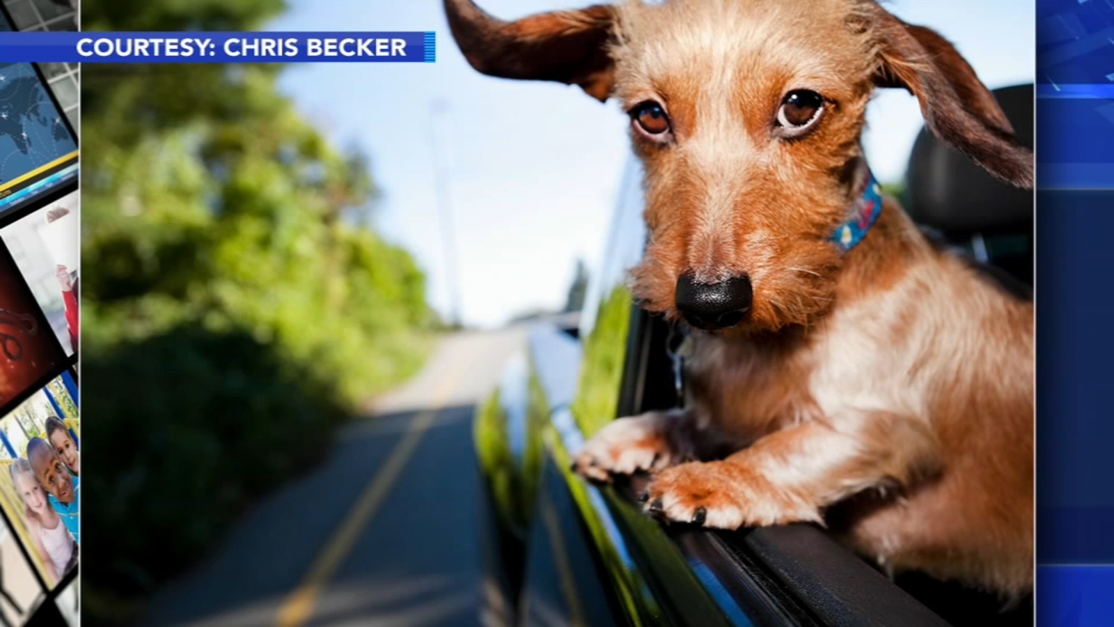 These photos of dogs on joyrides remind us to live in the moment - ABC7 ...