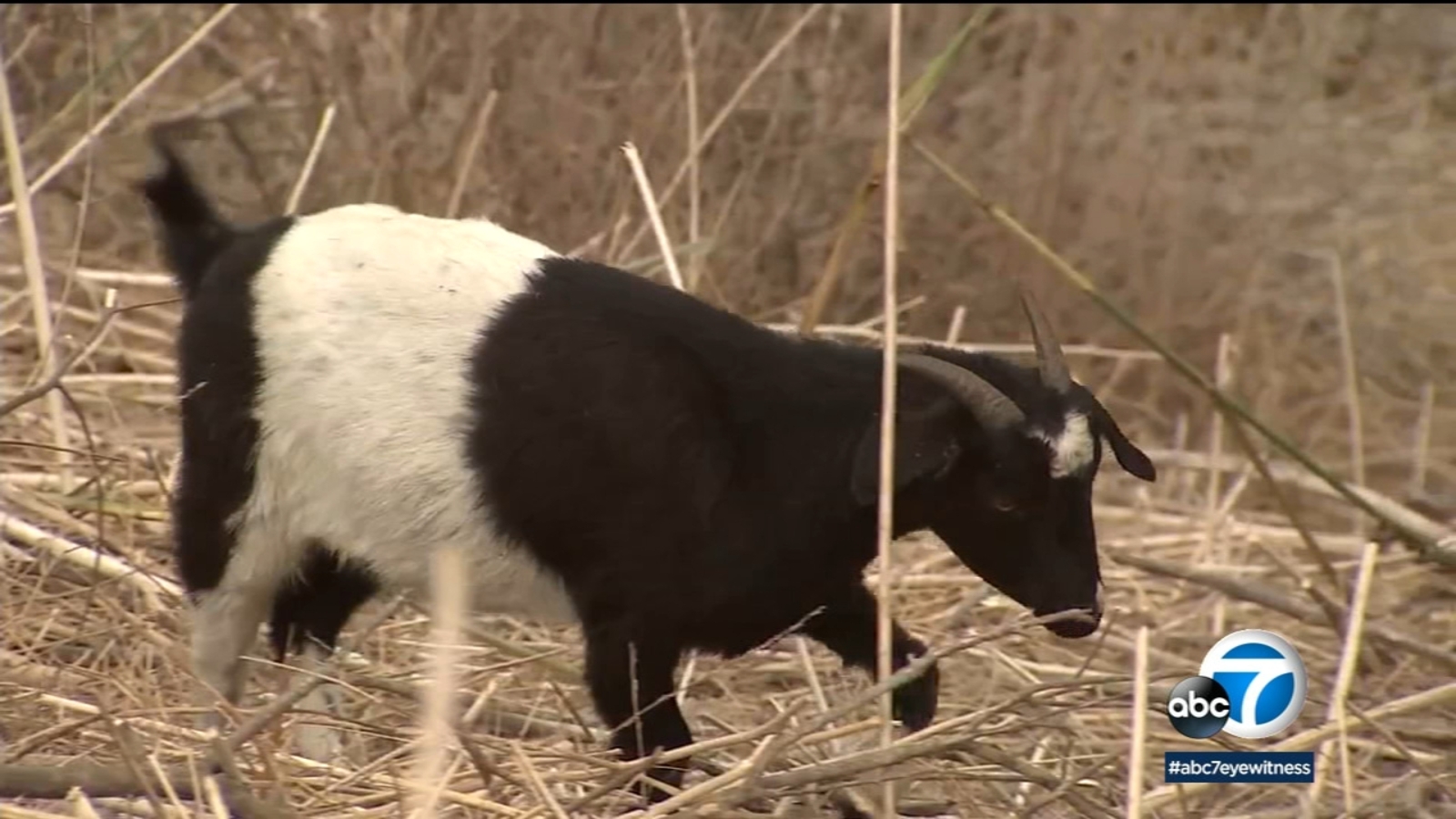 Hungry goats munch their way through fire-prone hills in Laguna Beach ...