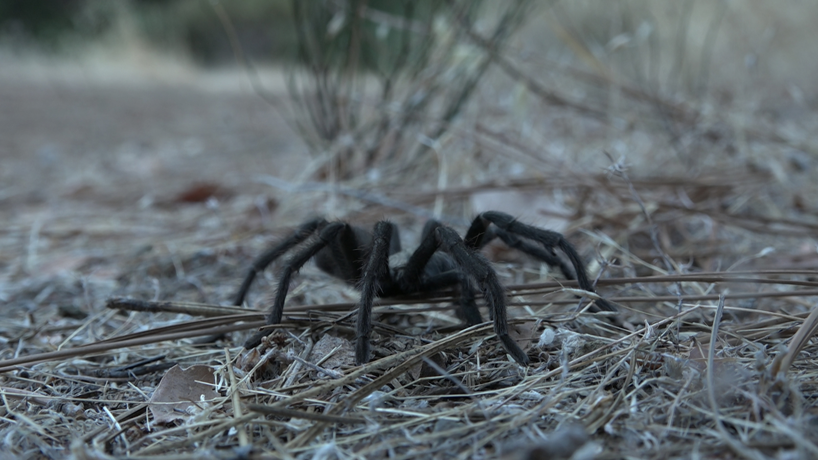 Understanding Tarantula Mating Season - ABC7 Los Angeles