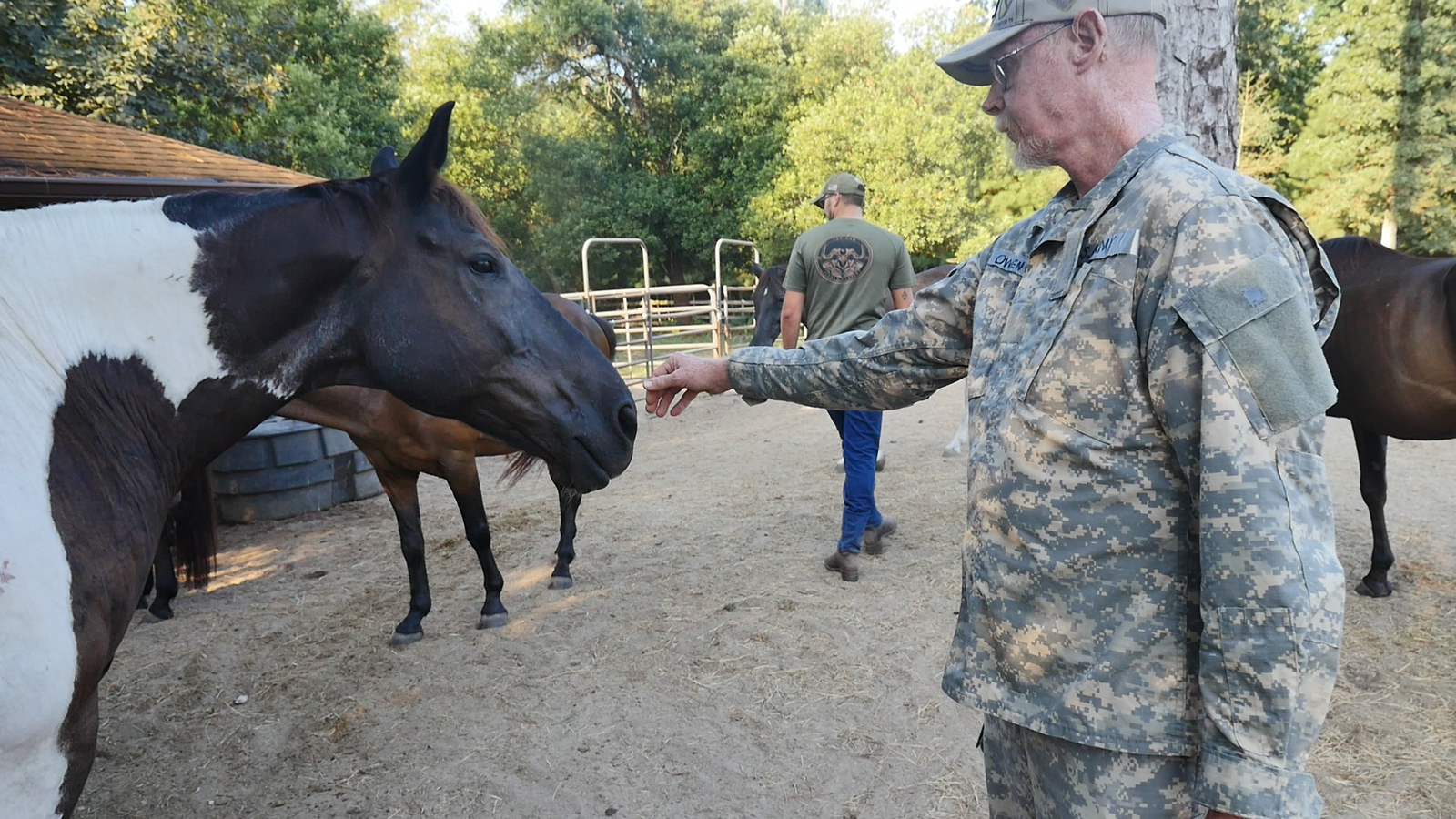 How rescue horses in Texas are helping veterans cope with issues like ...