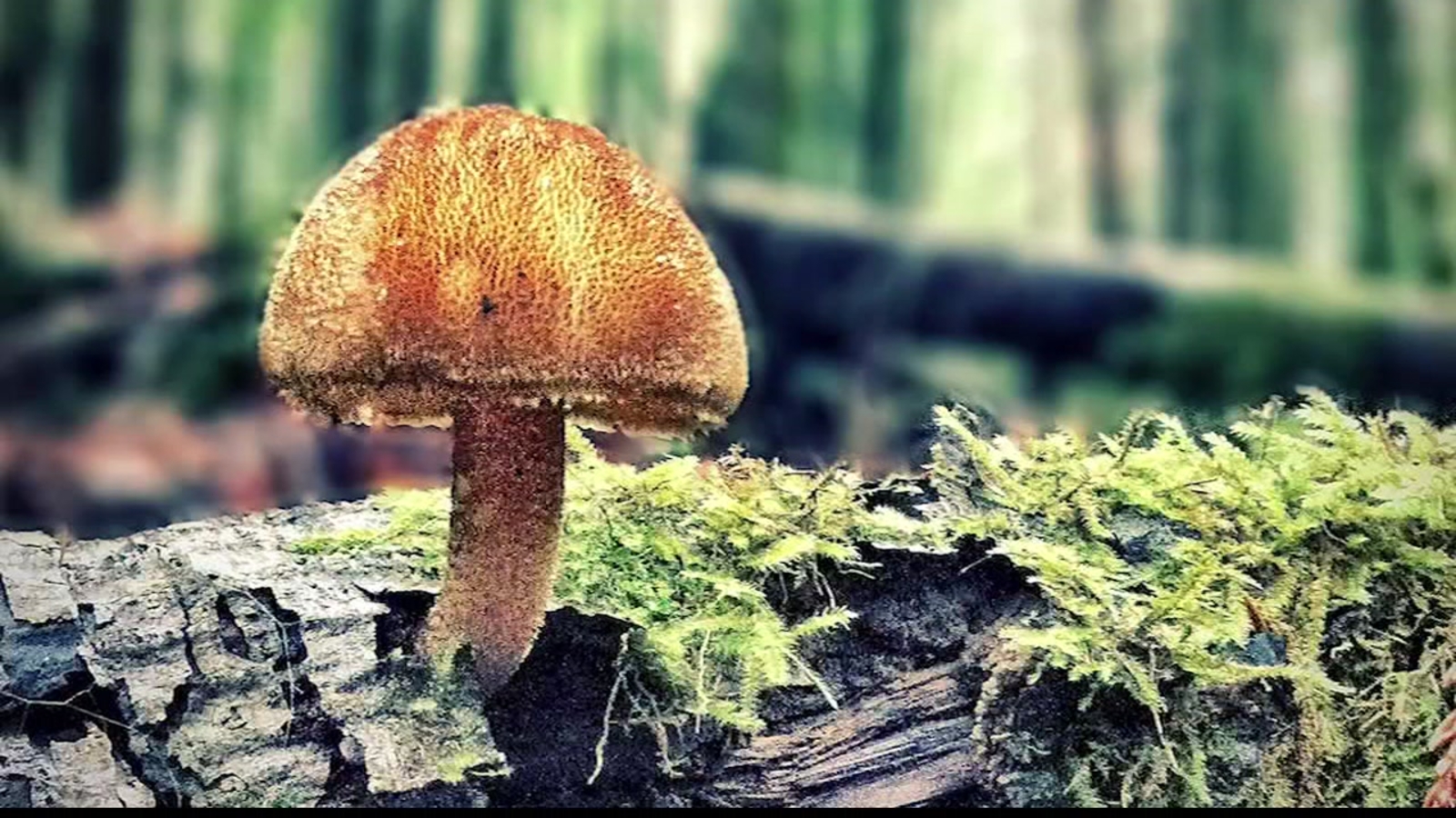 Tickets are now on sale for Mushroom Feast Mendocino - ABC7 San Francisco