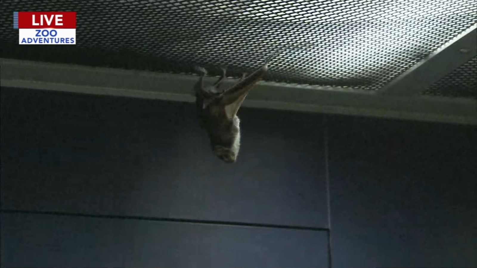 Cecily Tynan learns about vampire bats during Zoo Adventures - 6abc ...