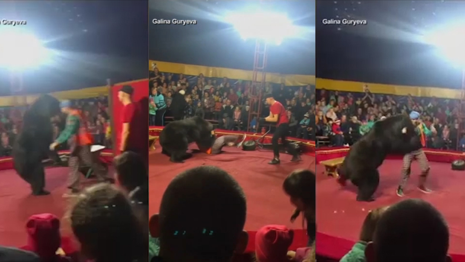 Circus bear attacks trainer in Russia: Video - ABC13 Houston