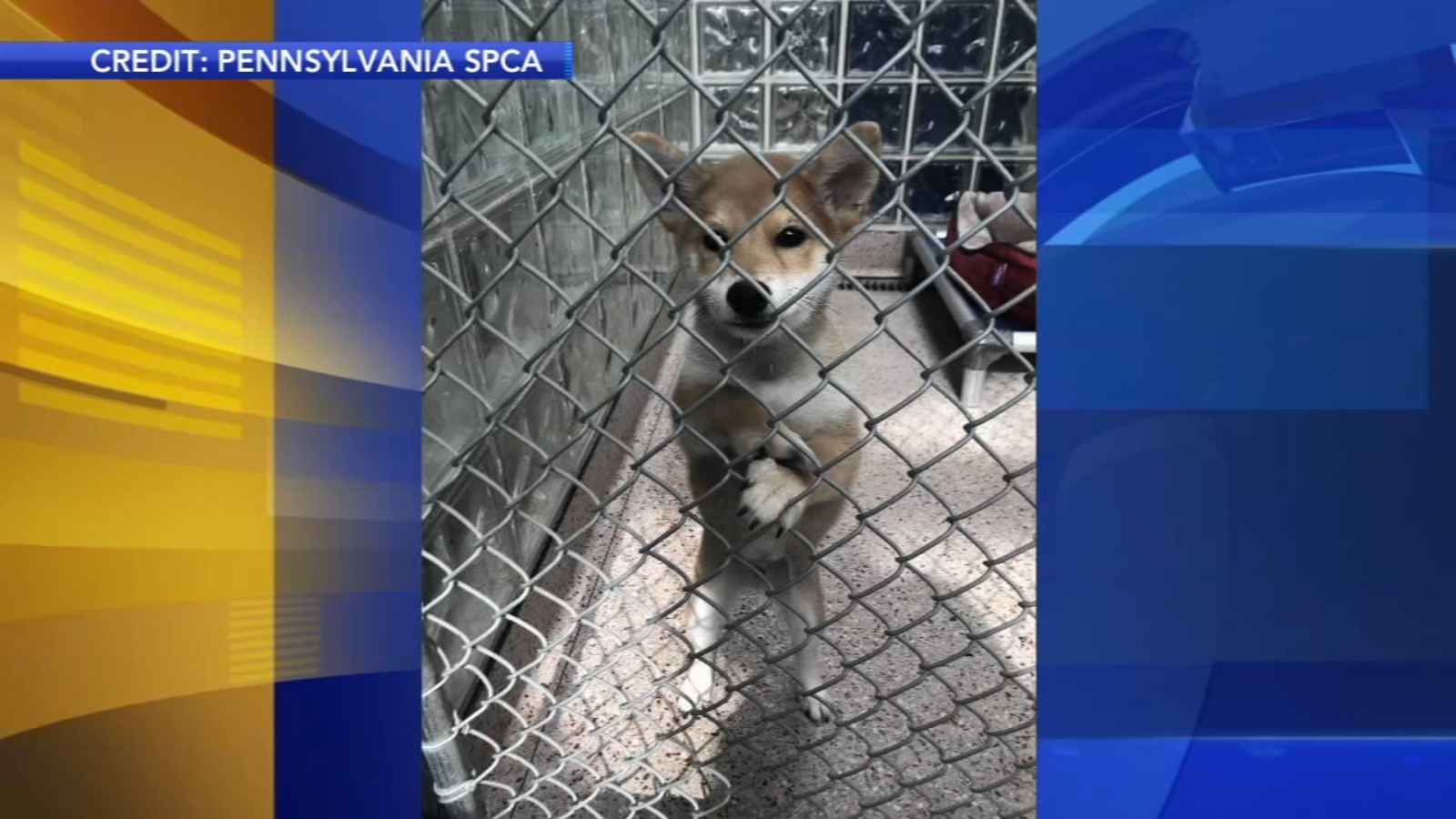 Puppy stolen from Pennsylvania SPCA in Philadelphia, search for suspect ...