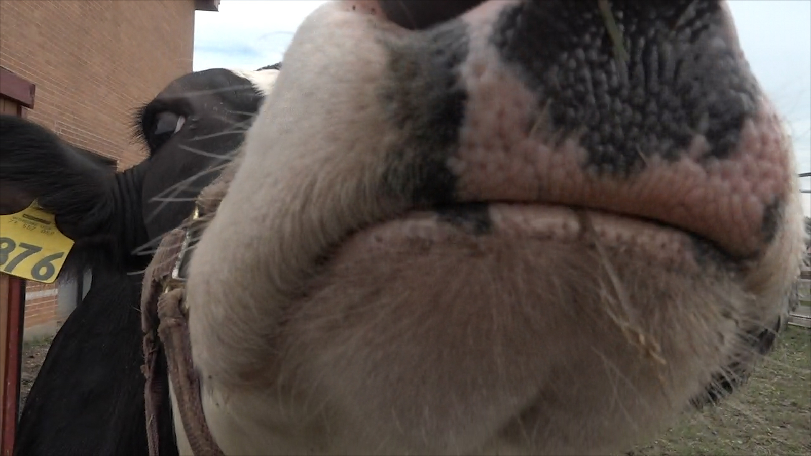 Mooove on Over to Chicago's Only High School Farm - ABC7 Los Angeles