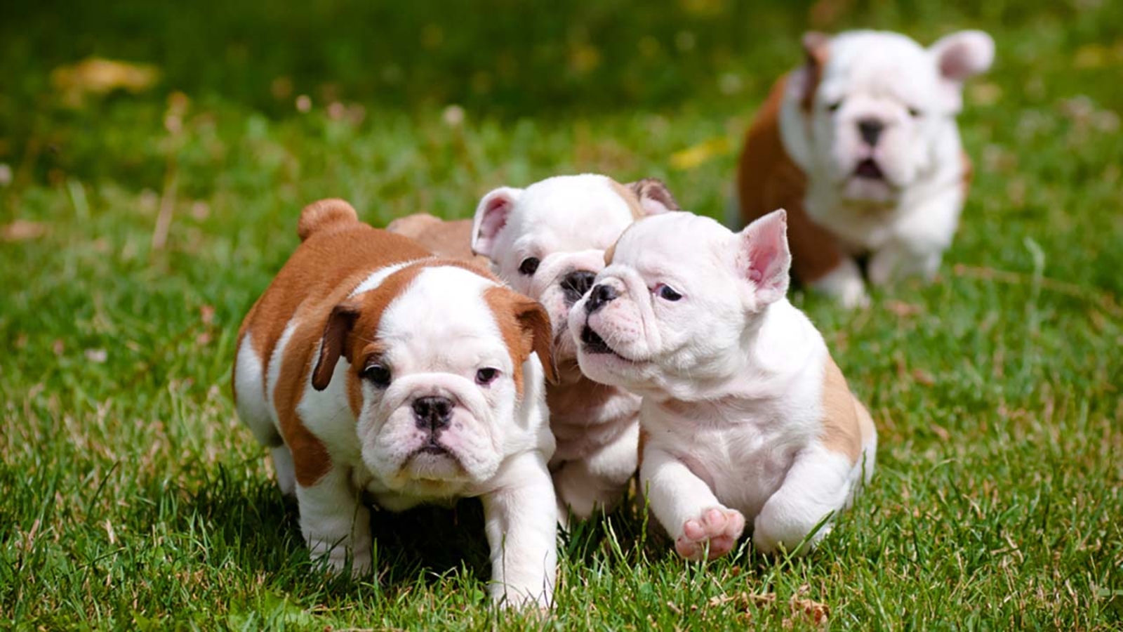 PAWS-ITIVELY ADORABLE: Celebrate National Puppy Day with these ...