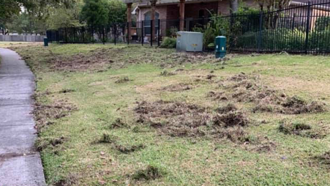 Missouri City neighbors face wild hog problems - ABC13 Houston