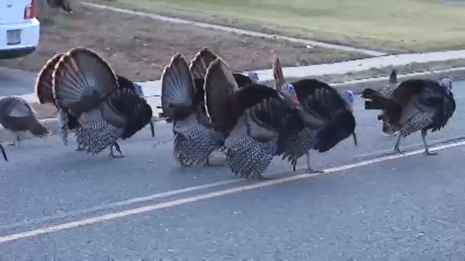 Wild turkeys terrorizing Toms River, New Jersey neighborhood, residents ...