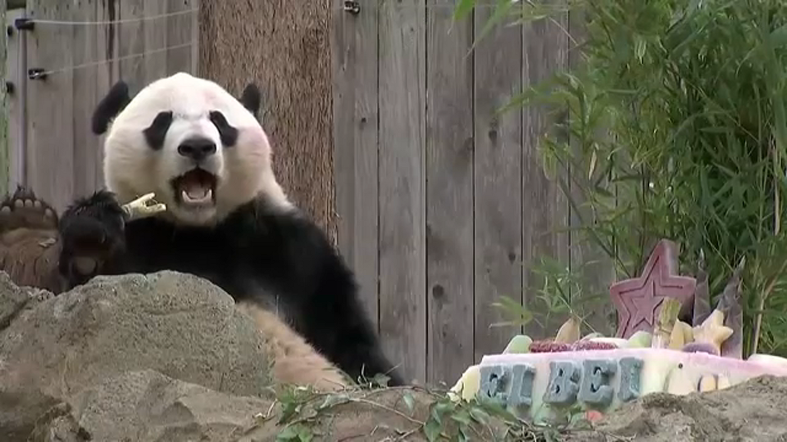 News Fix: Bei Bei goes bye- bye, giant panda leaves National Zoo for ...