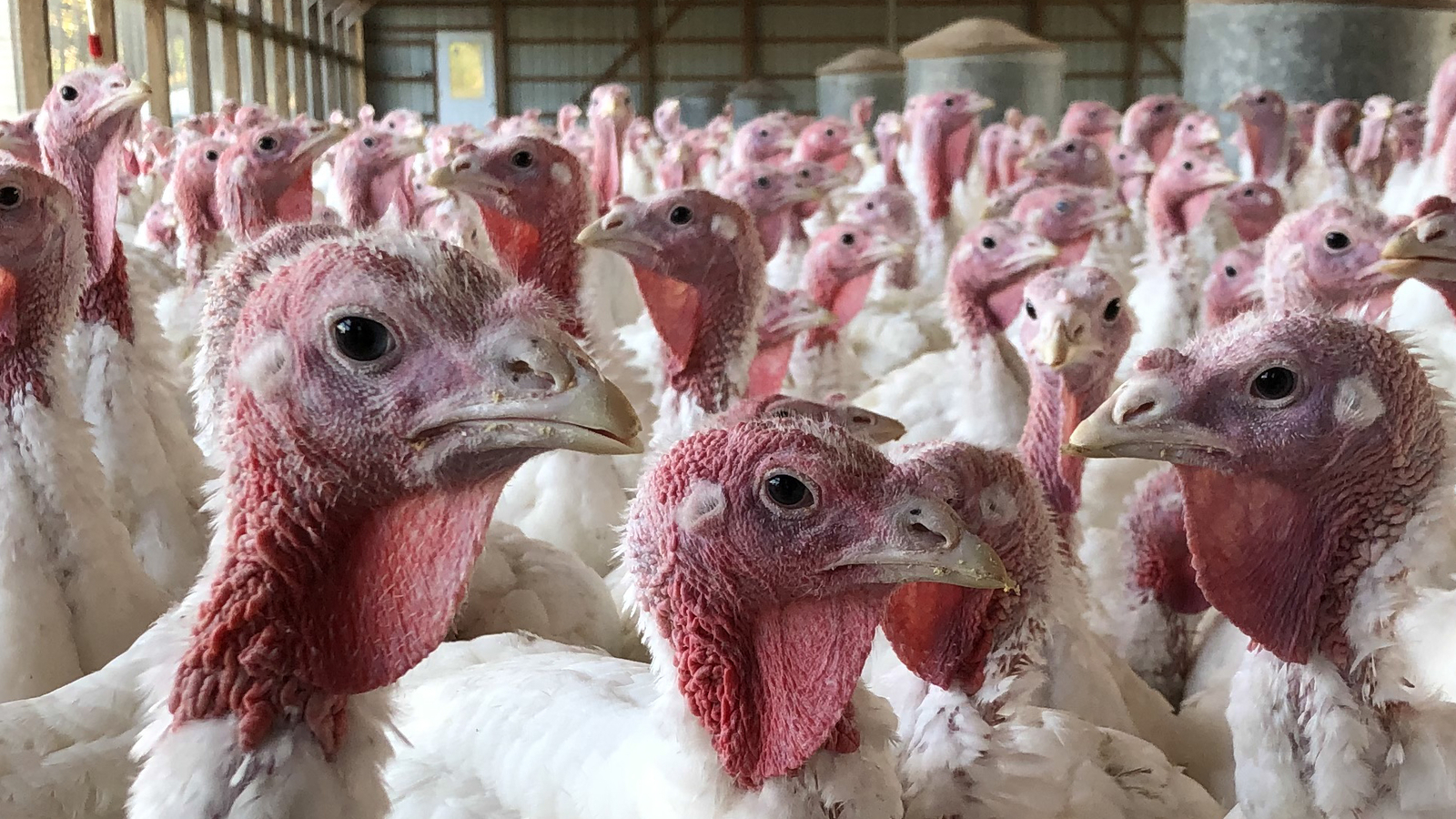 New Jersey farm brings a farm-to-table Thanksgiving dinner to families ...