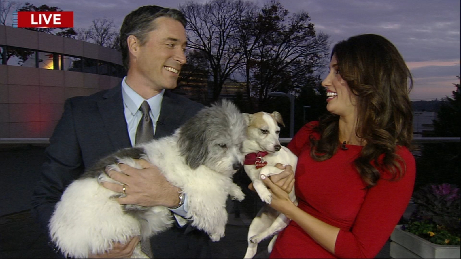 Weekend Happenings with Matt O'Donnell, Jessica Boyington's dogs - 6abc ...