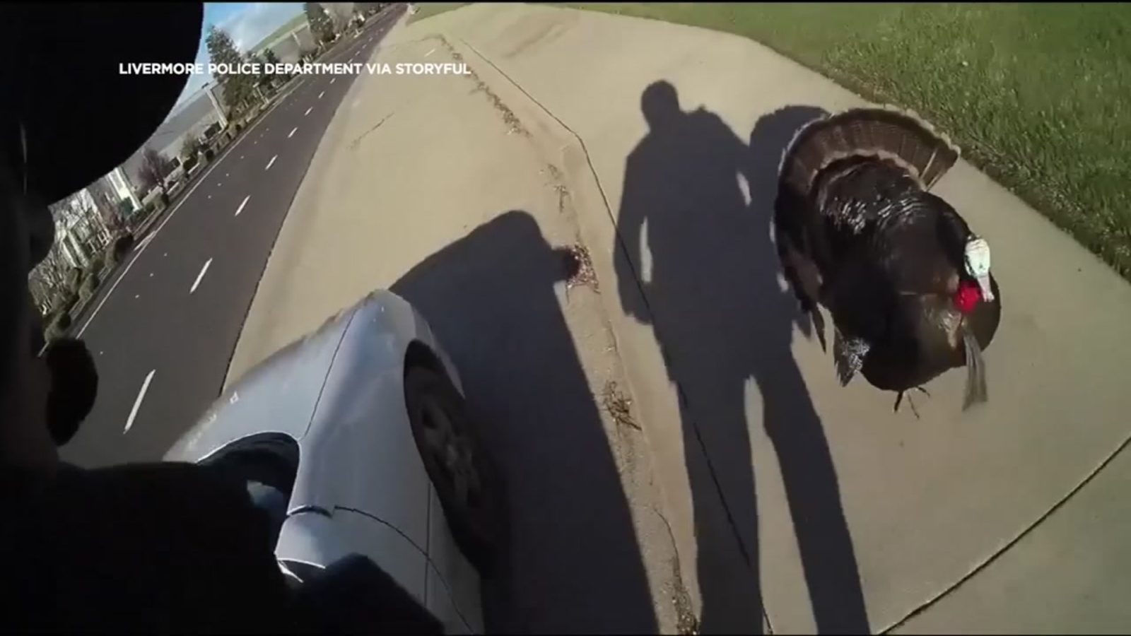 Turkey stops police officer from giving speeding driver a ticket in ...