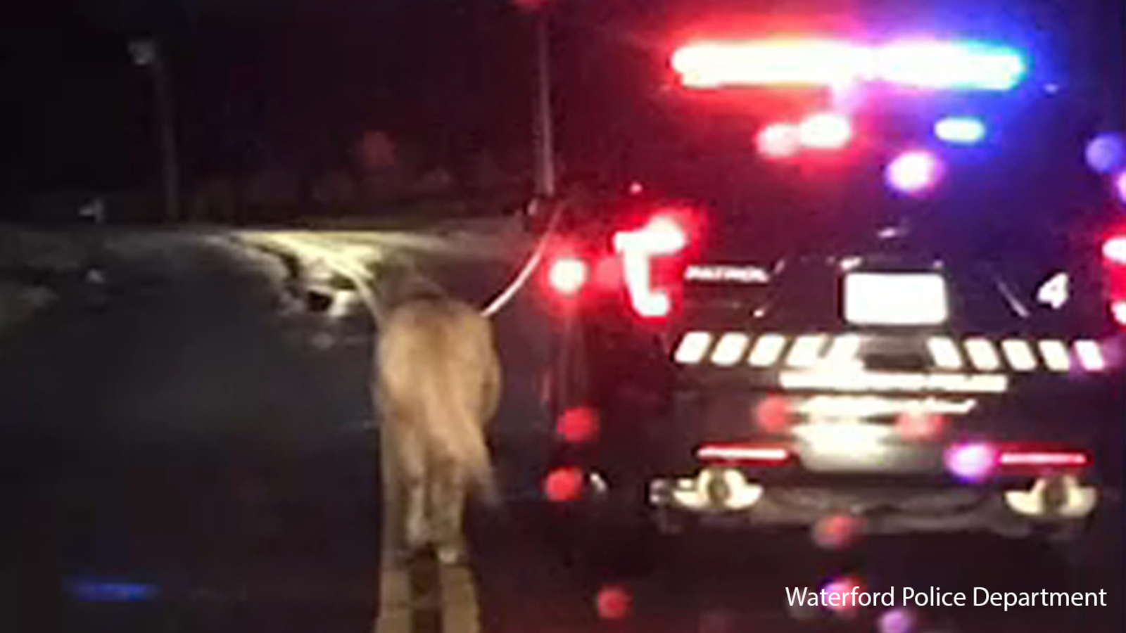 Police officers jokingly give donkey field sobriety test in Connecticut ...