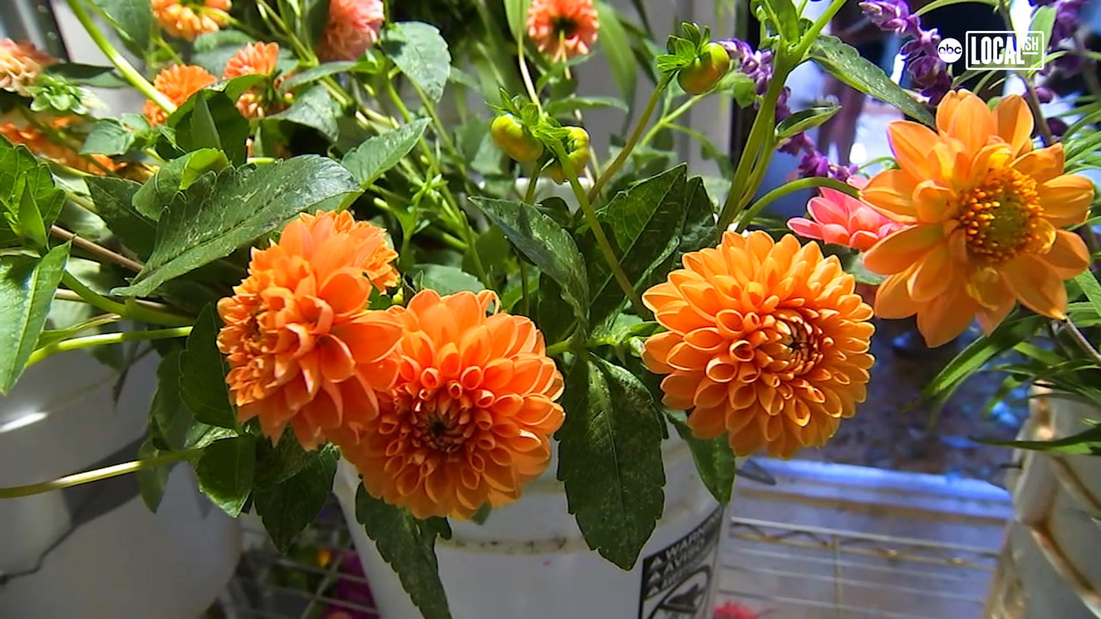 Young Man With Autism Delivers Flowers to People in Need - ABC7 Los Angeles