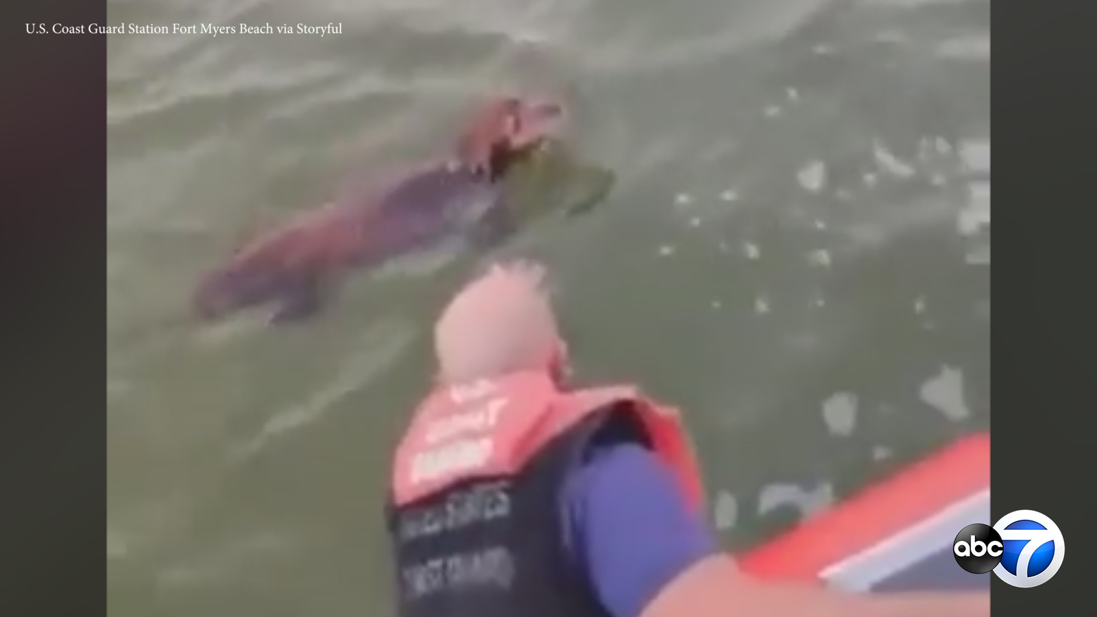 Florida Coast Guard rescues dog in distress swimming off Fort Myers ...