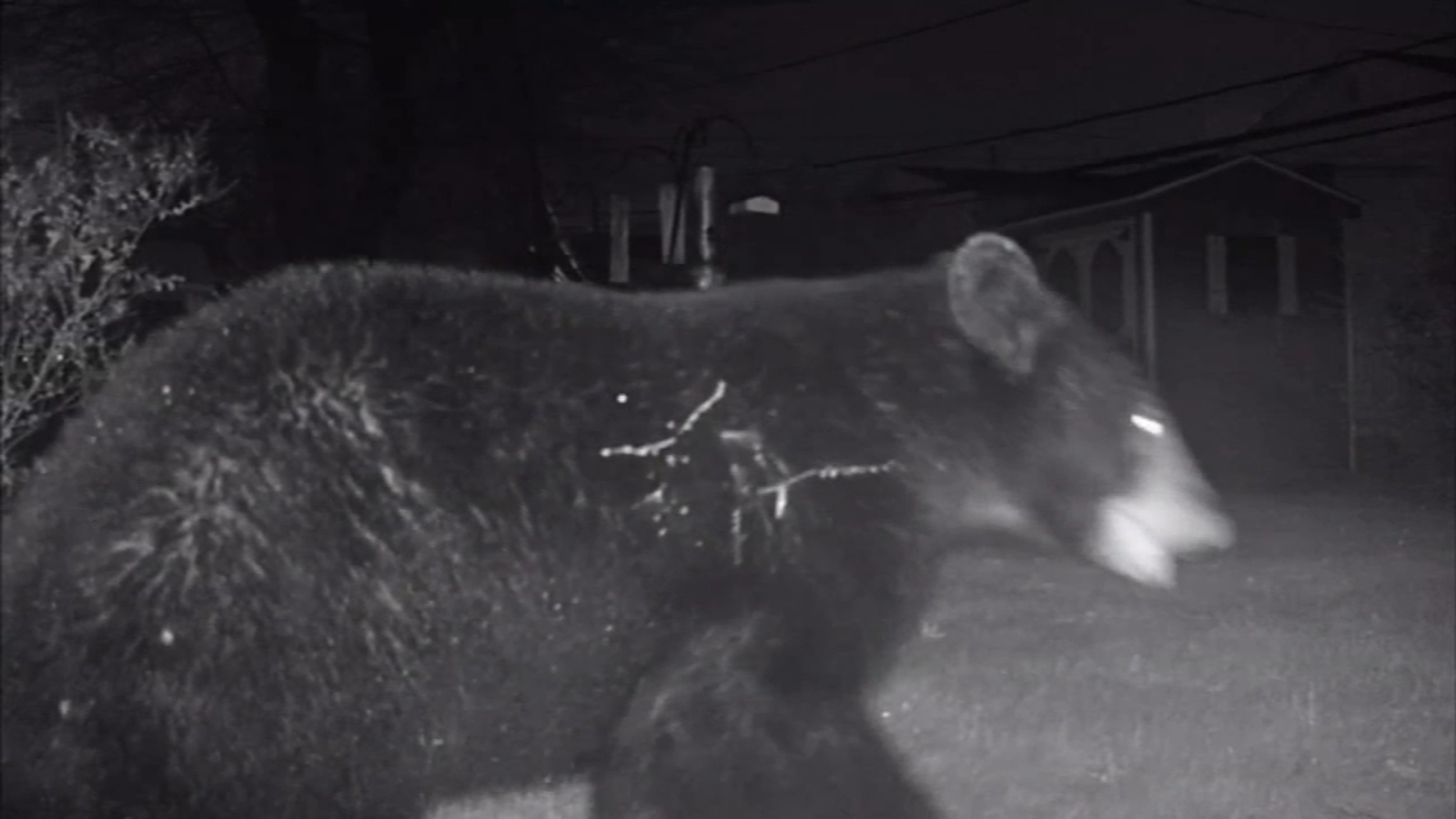 No new sightings of black bear seen running through backyards in ...