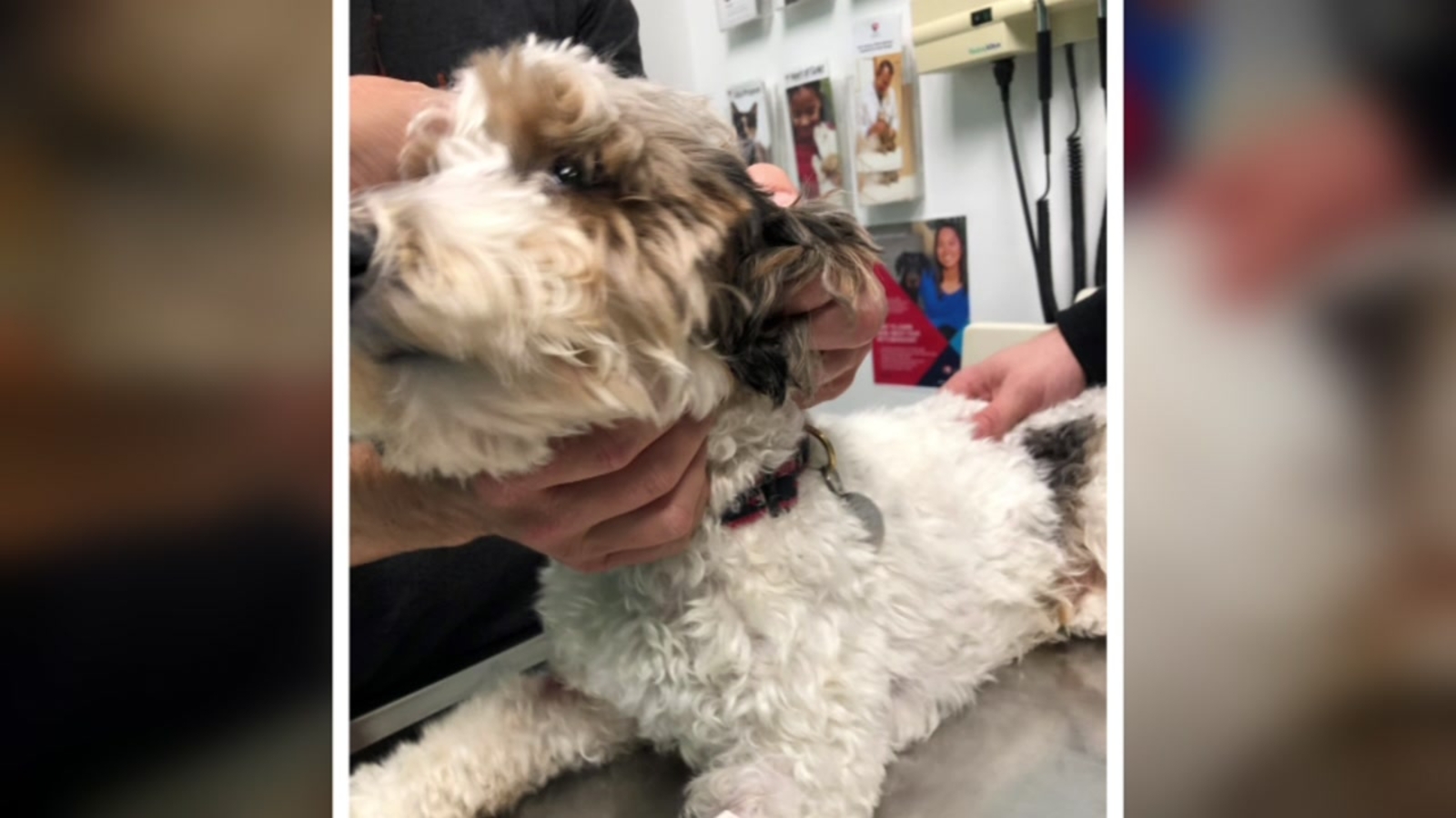 Dog ingests mix of drugs during walk at Crissy Field Beach in San ...