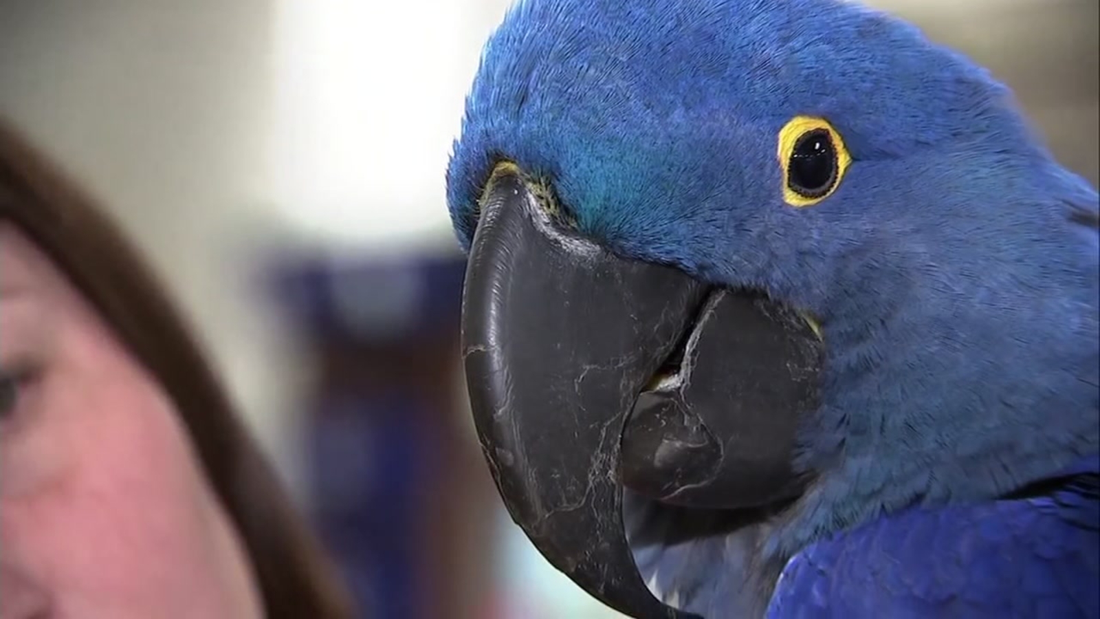 Mounting medical bills for Blu, the ultra-rare and pricey blue Hyacinth ...