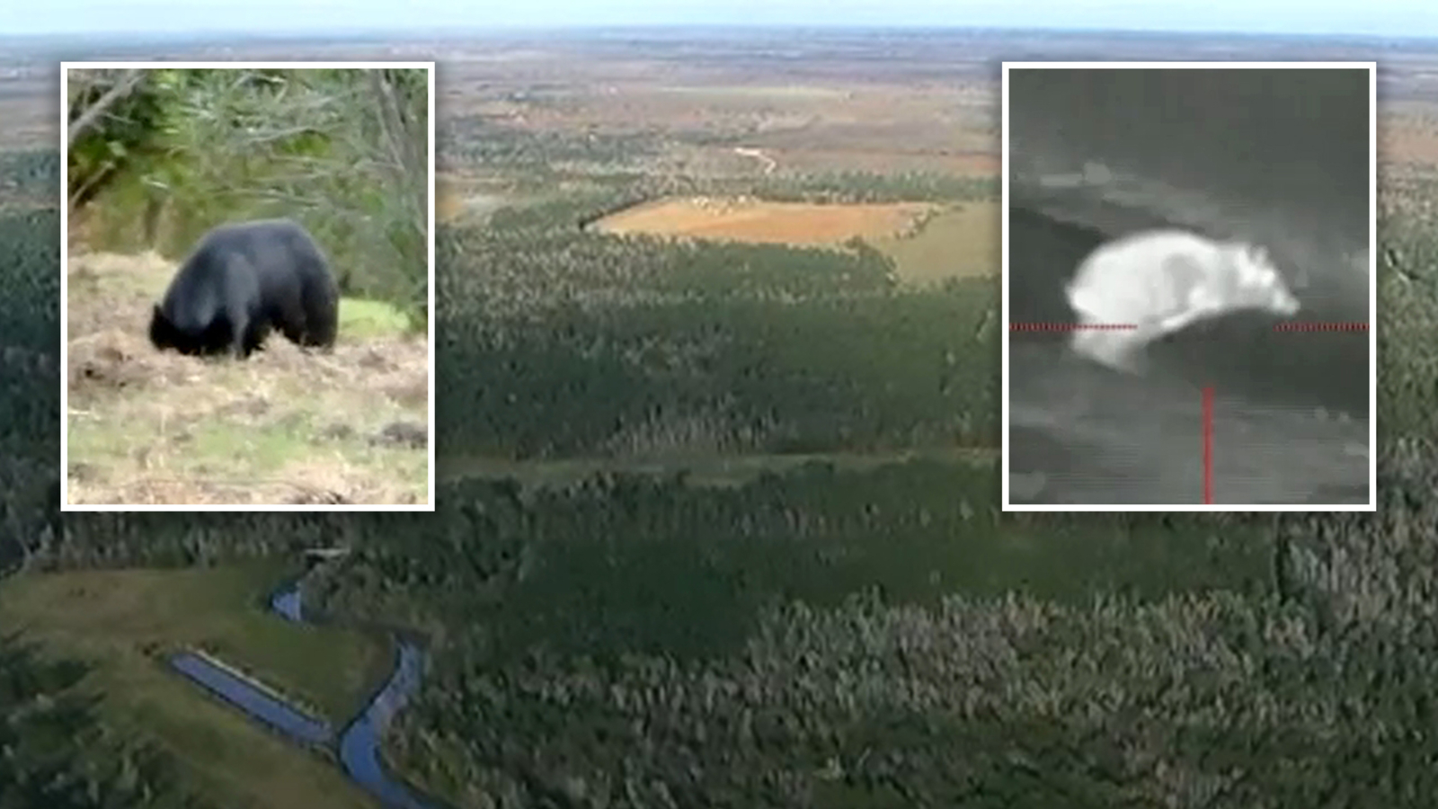 Wild hog hunt and control program in place month after woman killed in ...