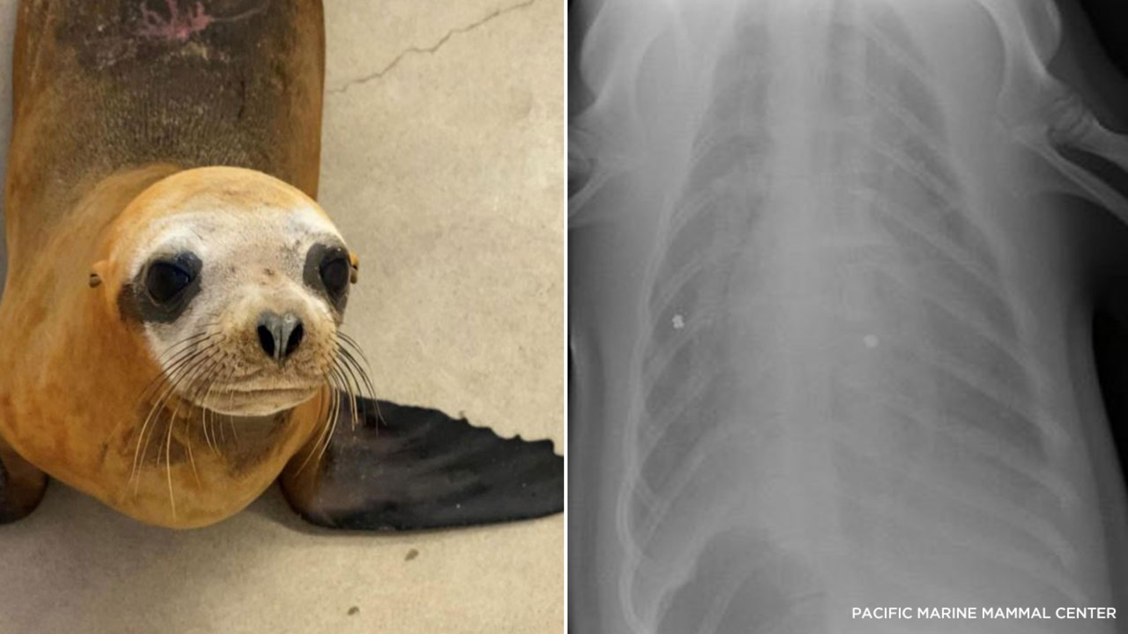 California sea lion euthanized after being found with pellet gun wounds ...