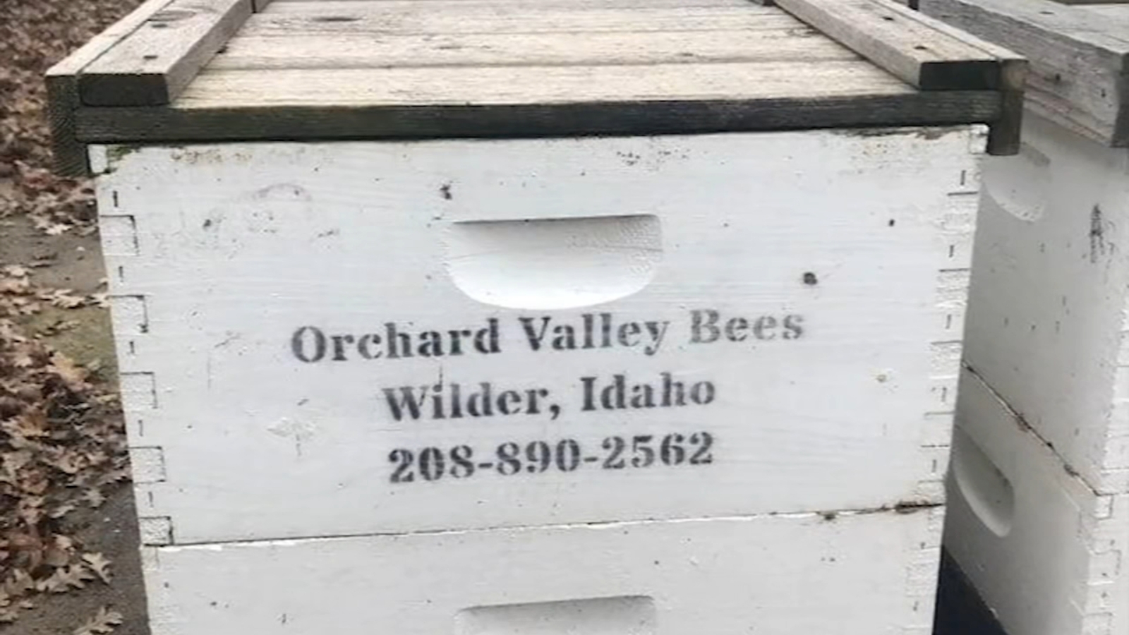 Thieves steal 32 bee boxes worth thousands of dollars from Merced ...