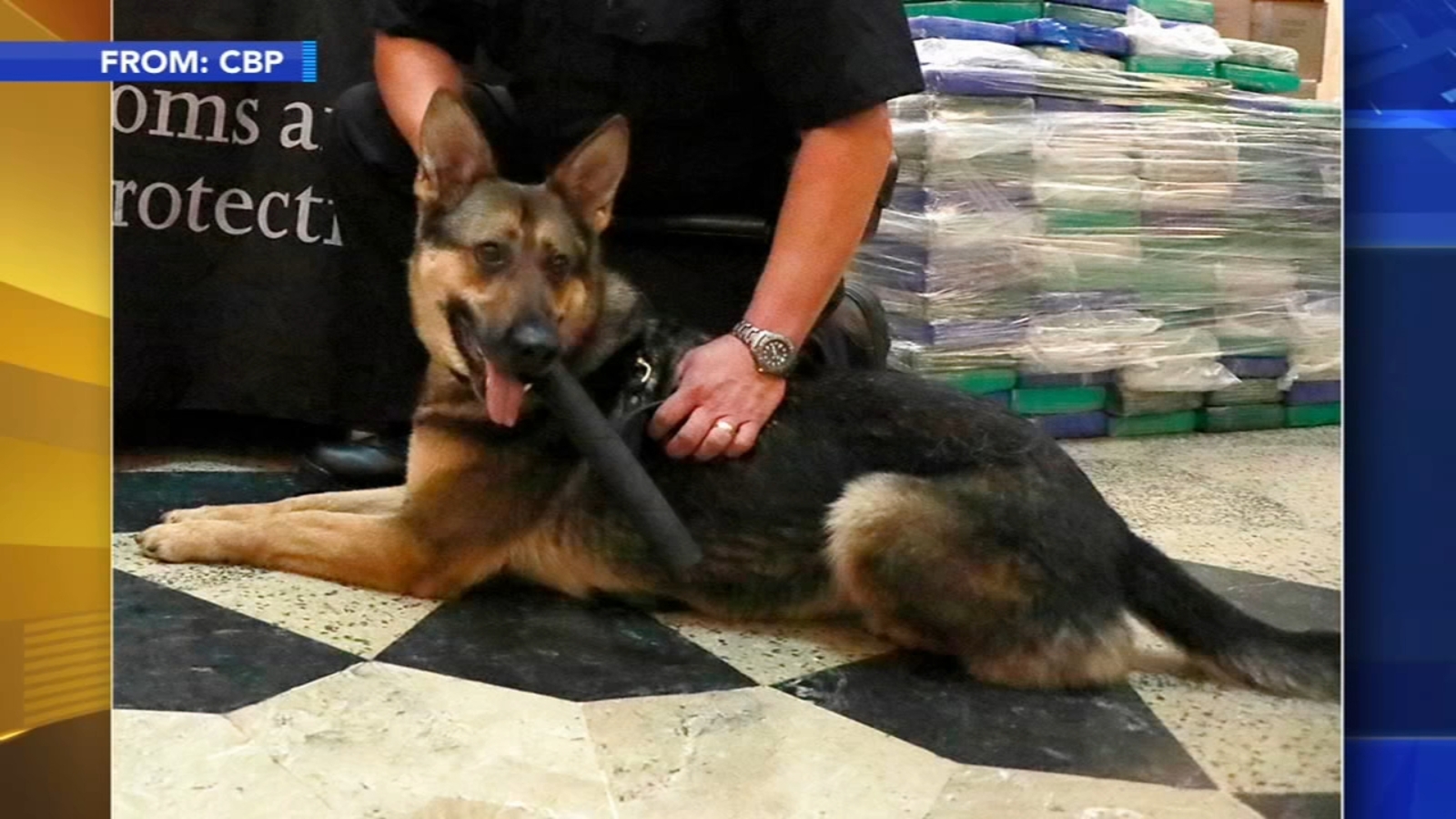 K9 makes drug discovery at Philadelphia Int'l Airport - 6abc Philadelphia