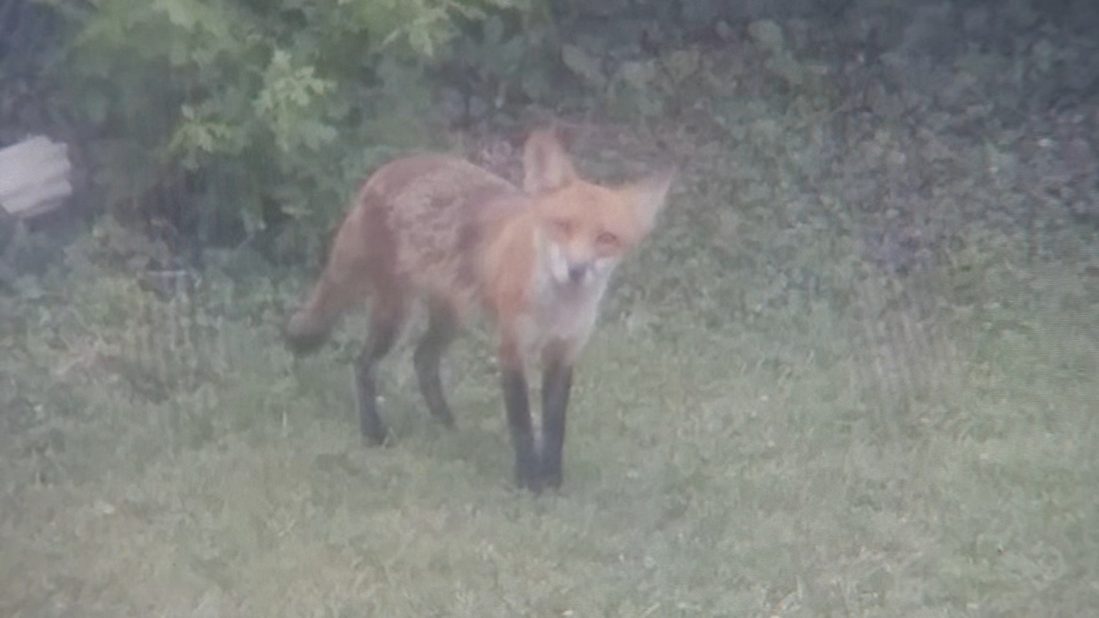 Protect your pets from foxes spotted in Philadelphia, Upper Darby ...