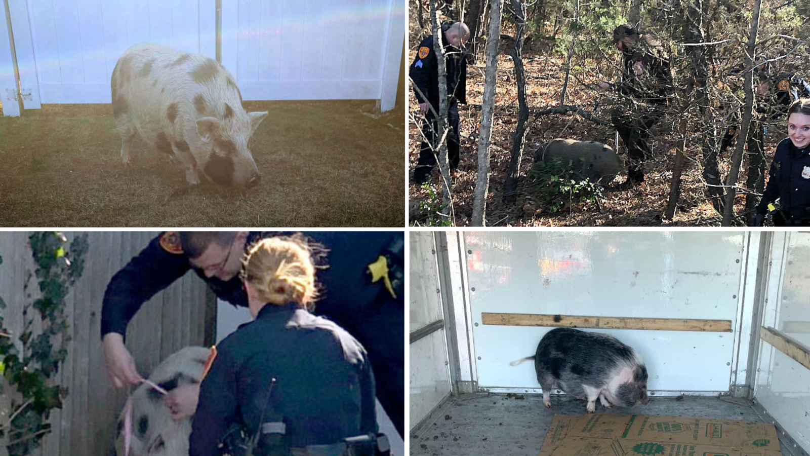 3 little piggies rescued after escaping trailer on Sunrise Highway on ...